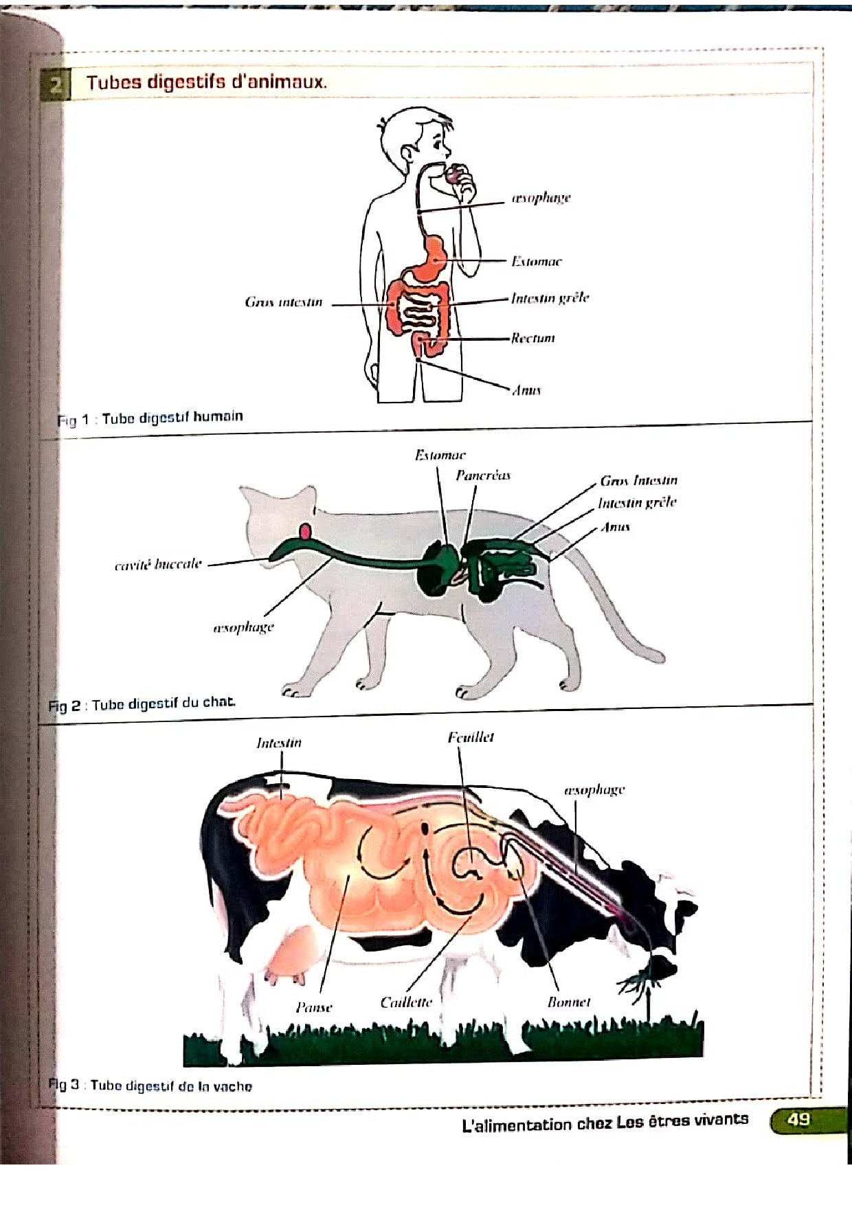 L'alimentation chez les êtres vivants - Cours (Manuel 3) - AlloSchool