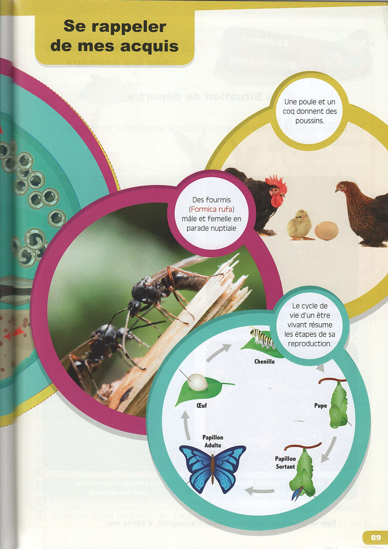 La reproduction chez les animaux - Cours (Manuel) - AlloSchool