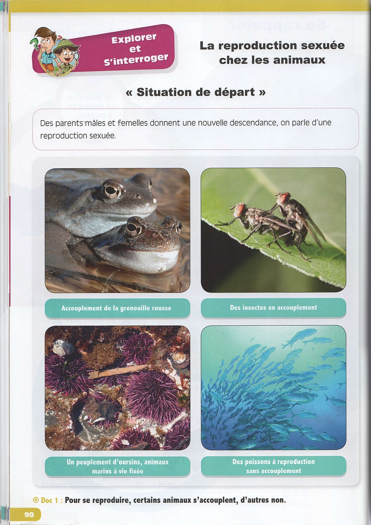 La reproduction chez les animaux - Cours (Manuel) - AlloSchool