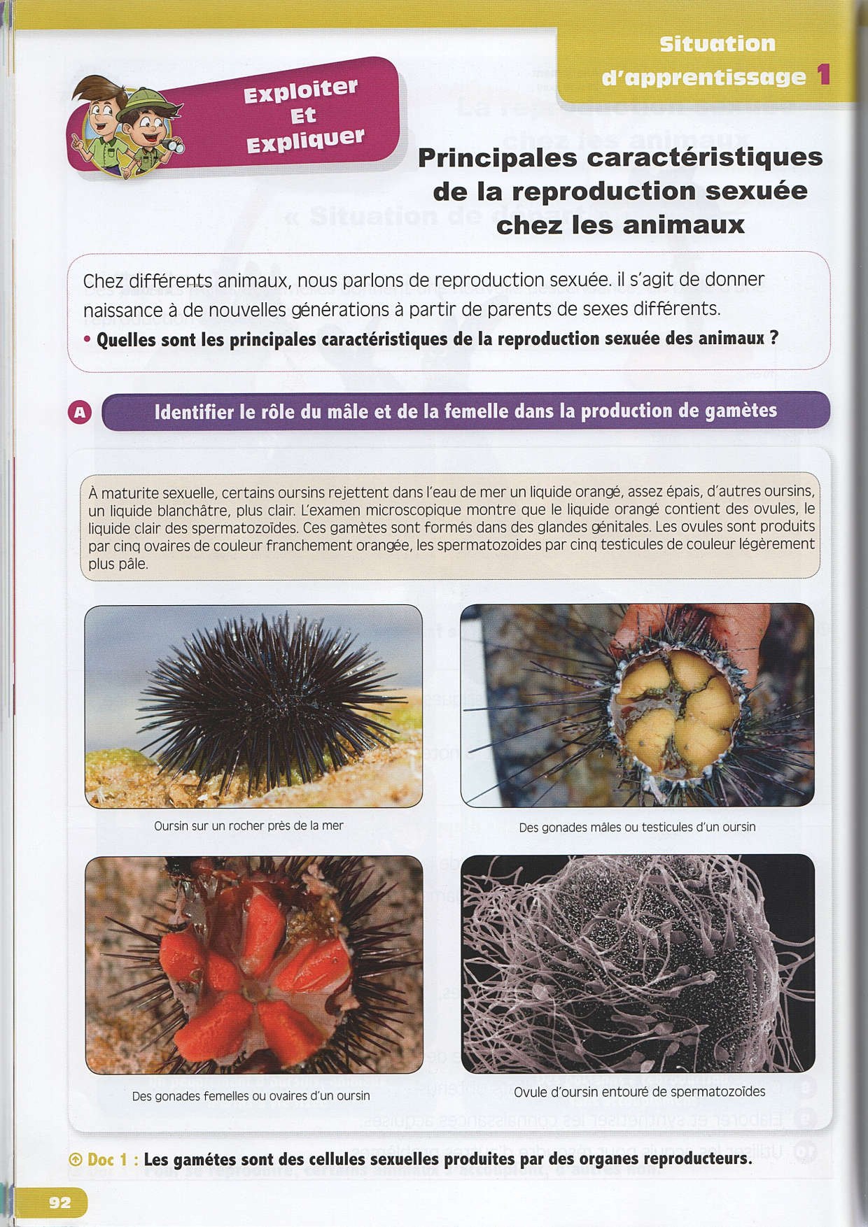 La reproduction chez les animaux - Cours (Manuel) - AlloSchool