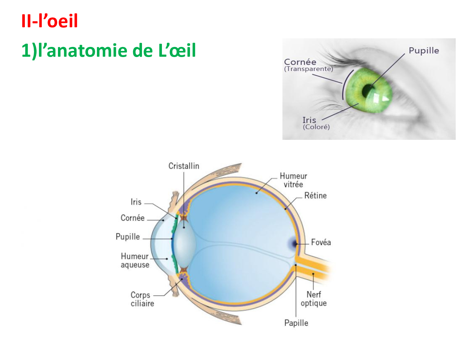 Étude de quelques instruments optiques - Cours PPT 3 - AlloSchool