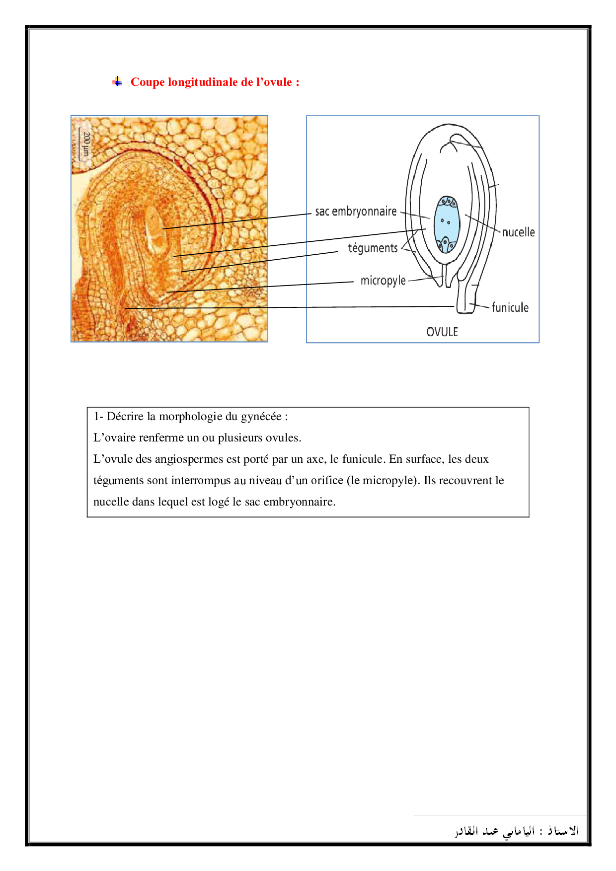 La reproduction sexuée chez les angiospermes - Activités 1 - AlloSchool
