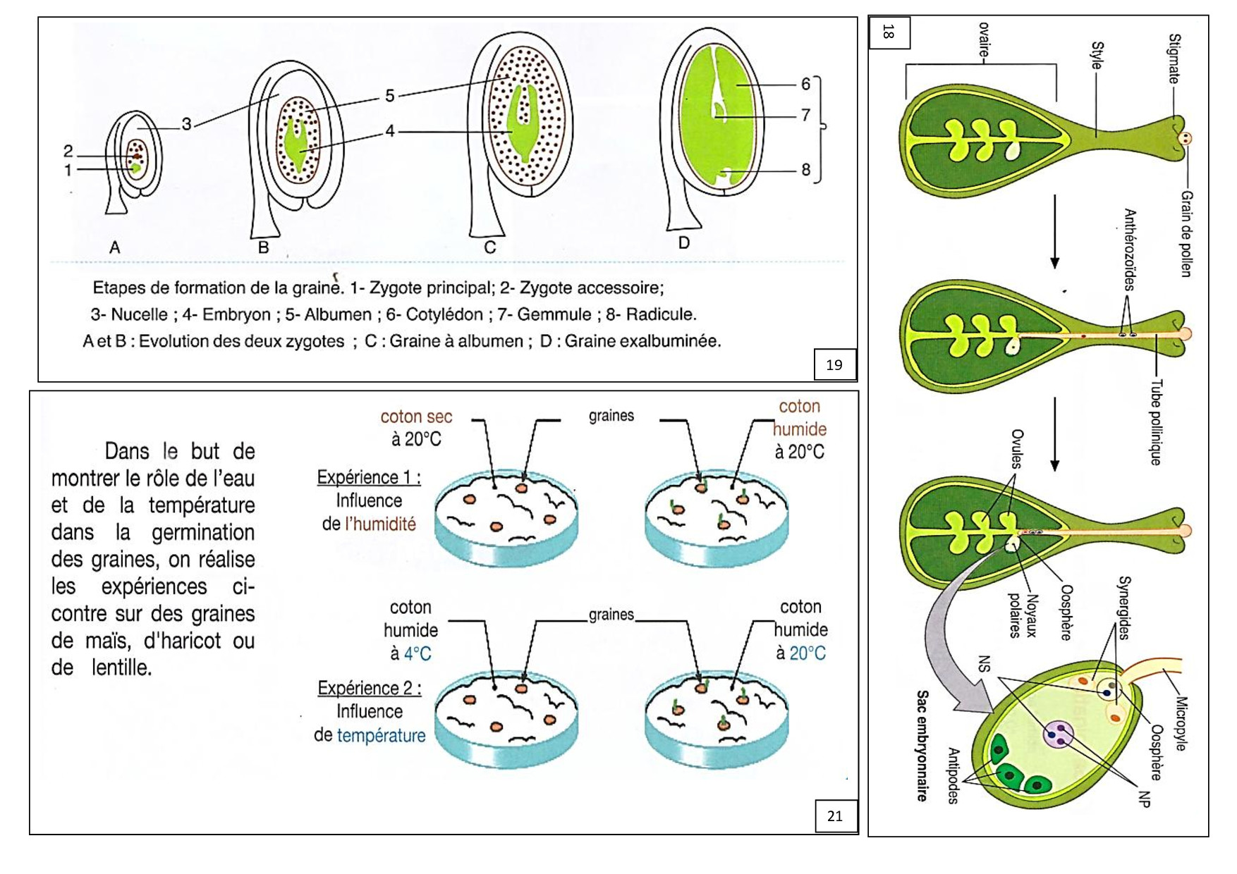 La reproduction sexuée chez les plantes à fleurs - Documents 3 - AlloSchool