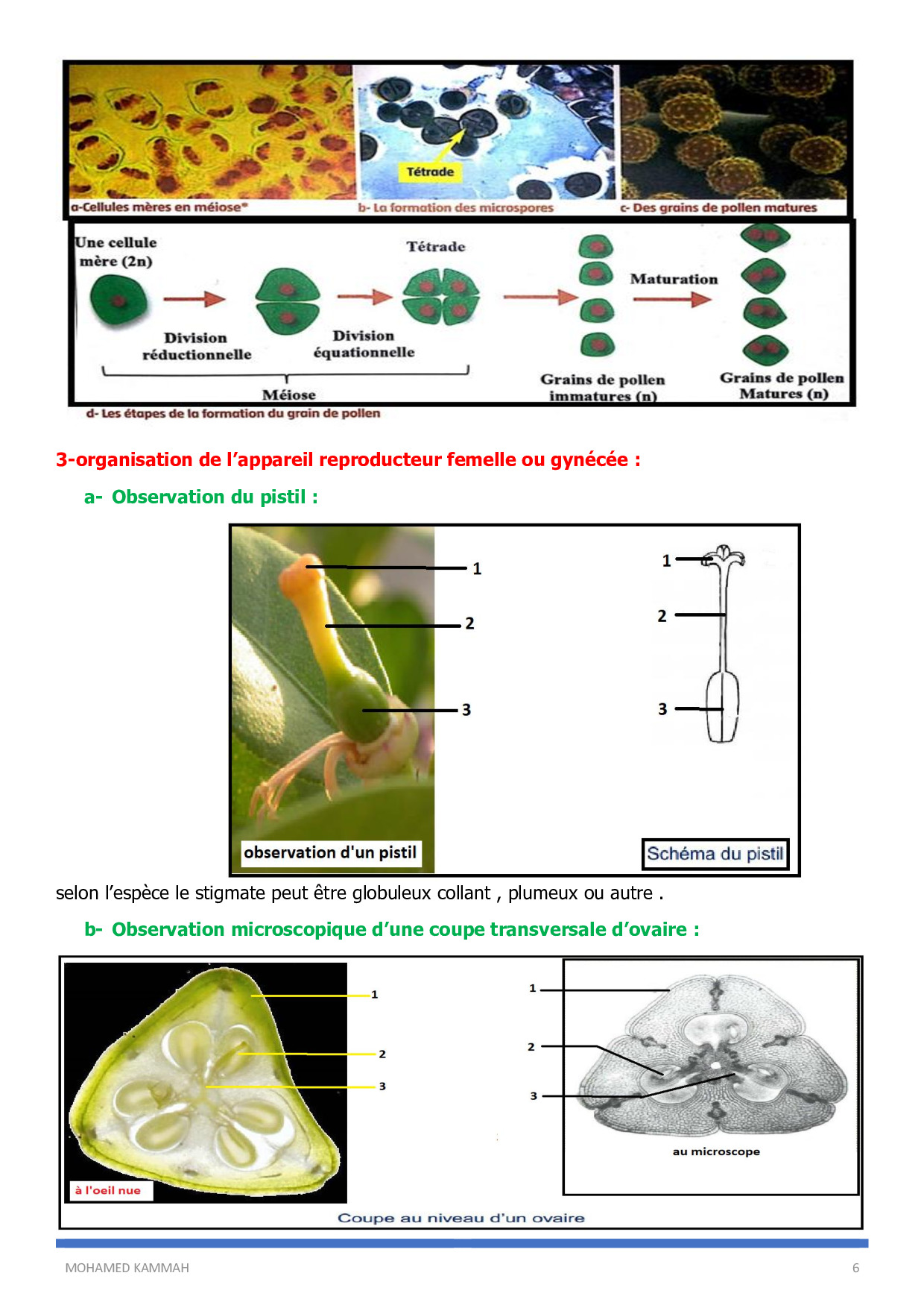 La reproduction sexuée chez les plantes à fleurs - Cours 2 - AlloSchool