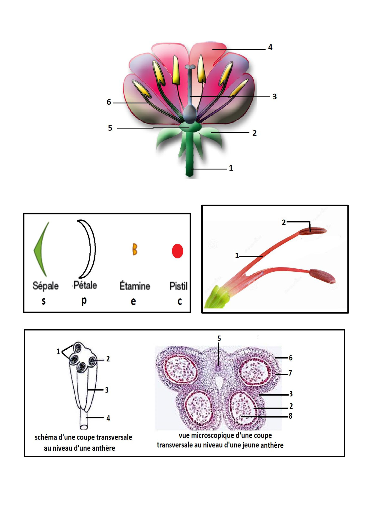La reproduction séxuée chez les plantes à fleurs - Documents 2 - AlloSchool