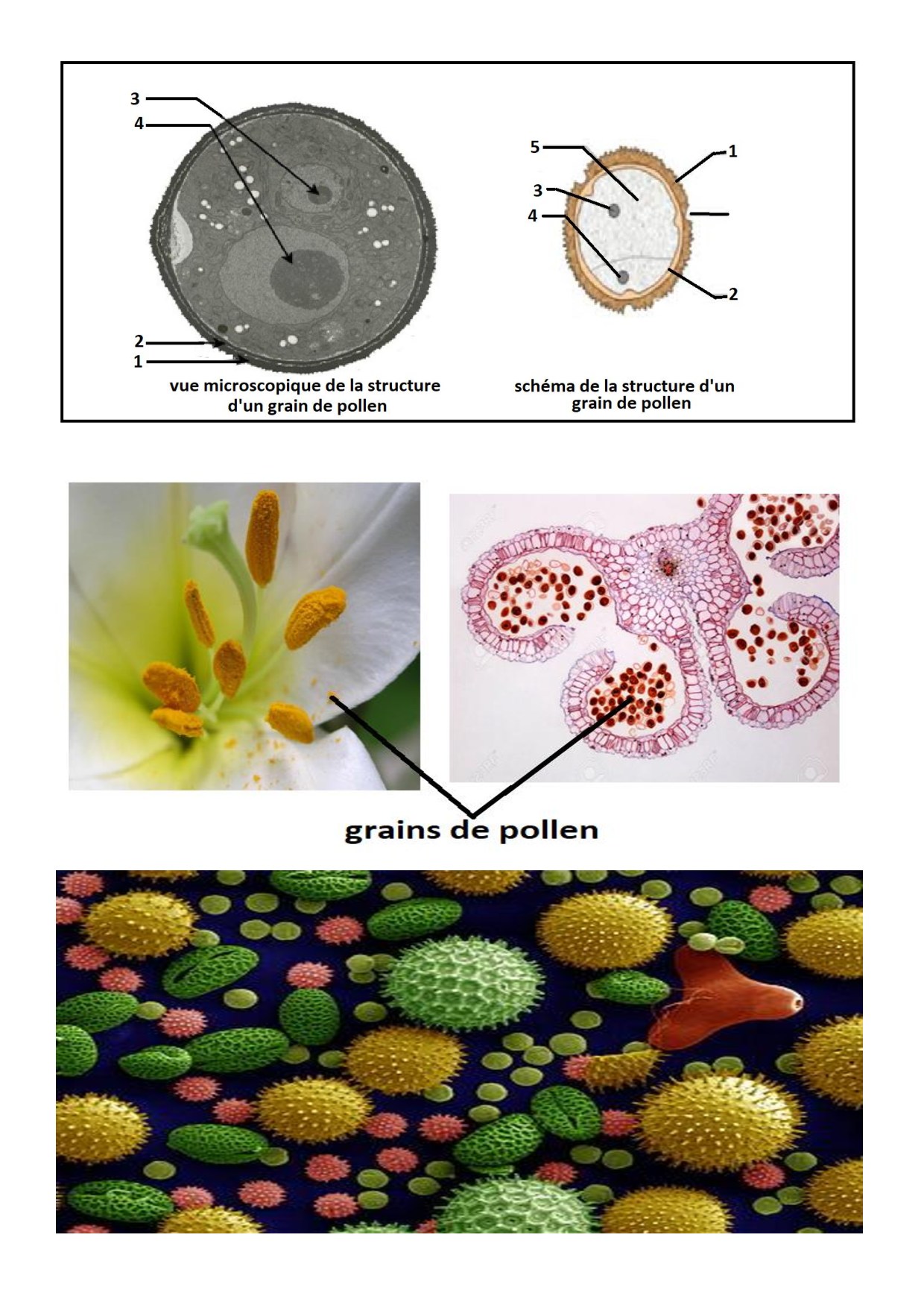La reproduction séxuée chez les plantes à fleurs - Documents 2 - AlloSchool
