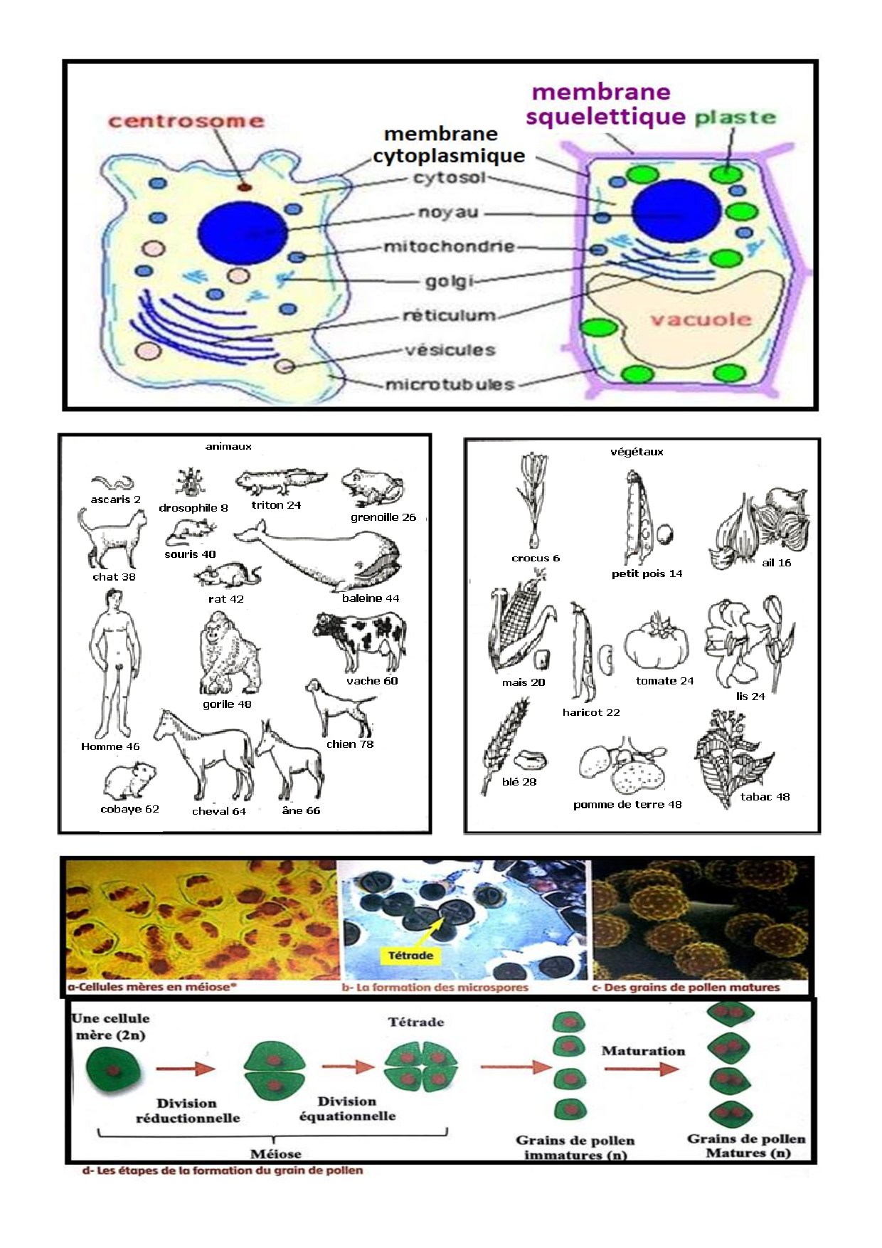 La reproduction séxuée chez les plantes à fleurs - Documents 2 - AlloSchool