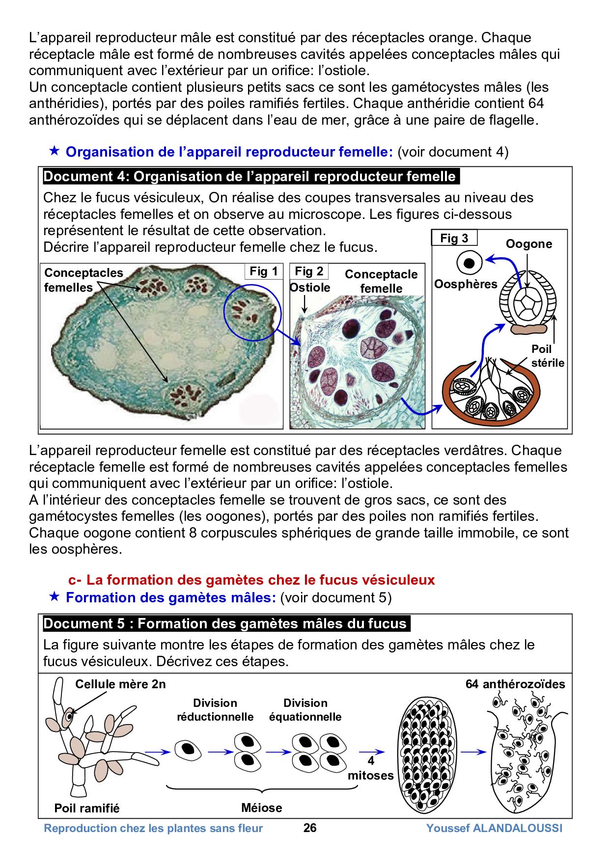 La reproduction sexuée chez les plantes sans fleurs - Cours 1 - AlloSchool