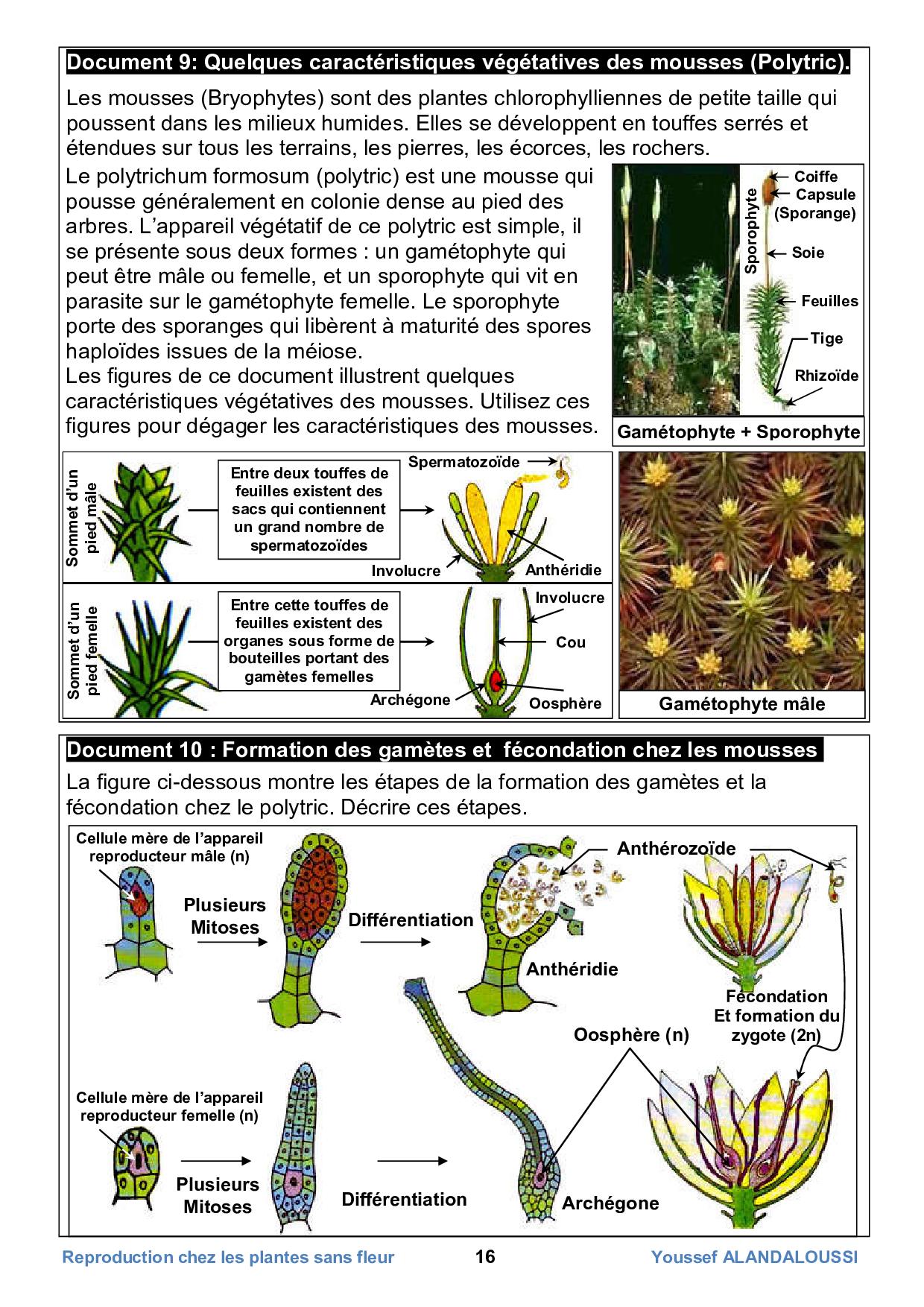 La reproduction sexuée chez les plantes sans fleurs - Documents 1 ...
