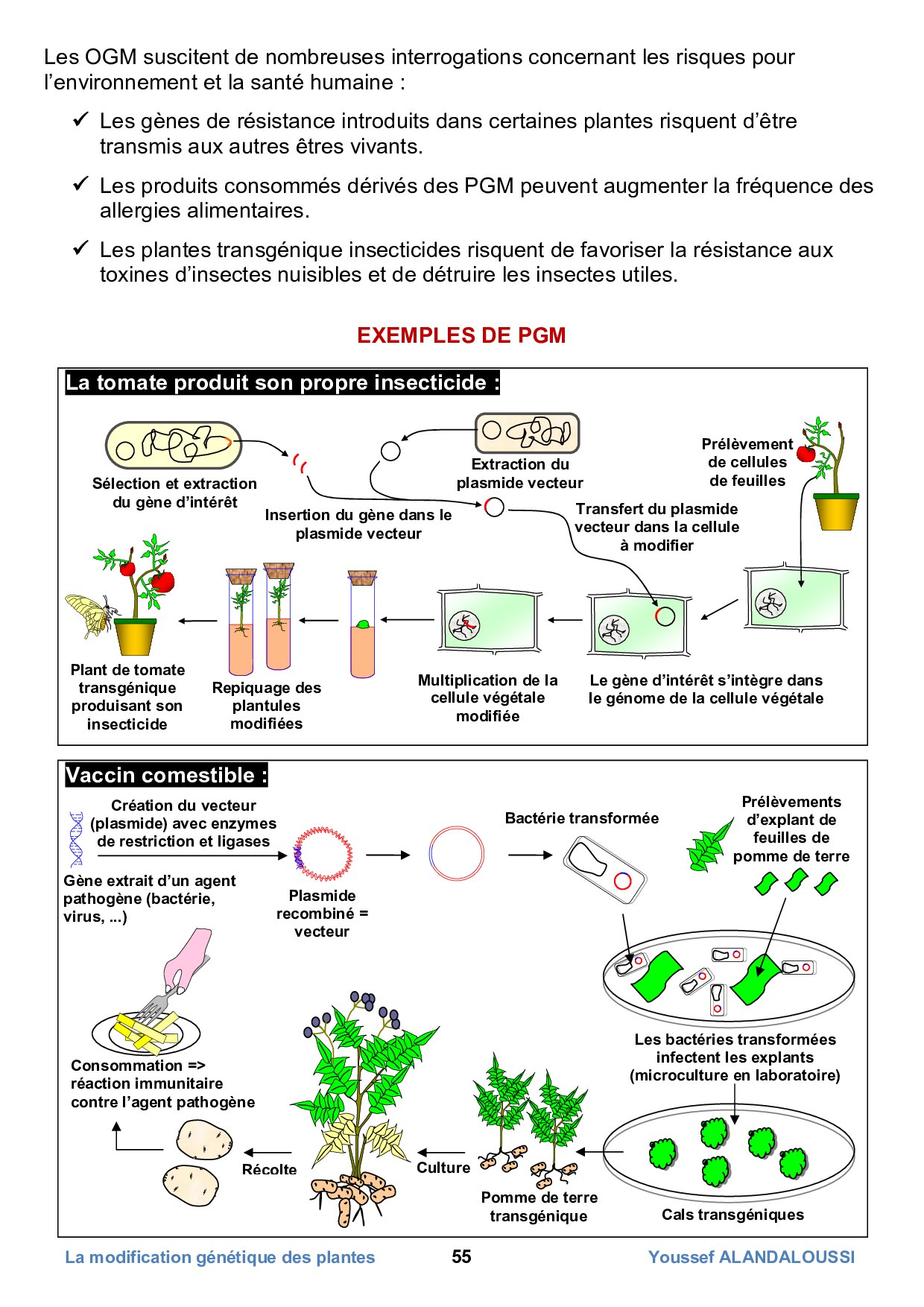 La modification génétique des plantes - Cours 1 - AlloSchool