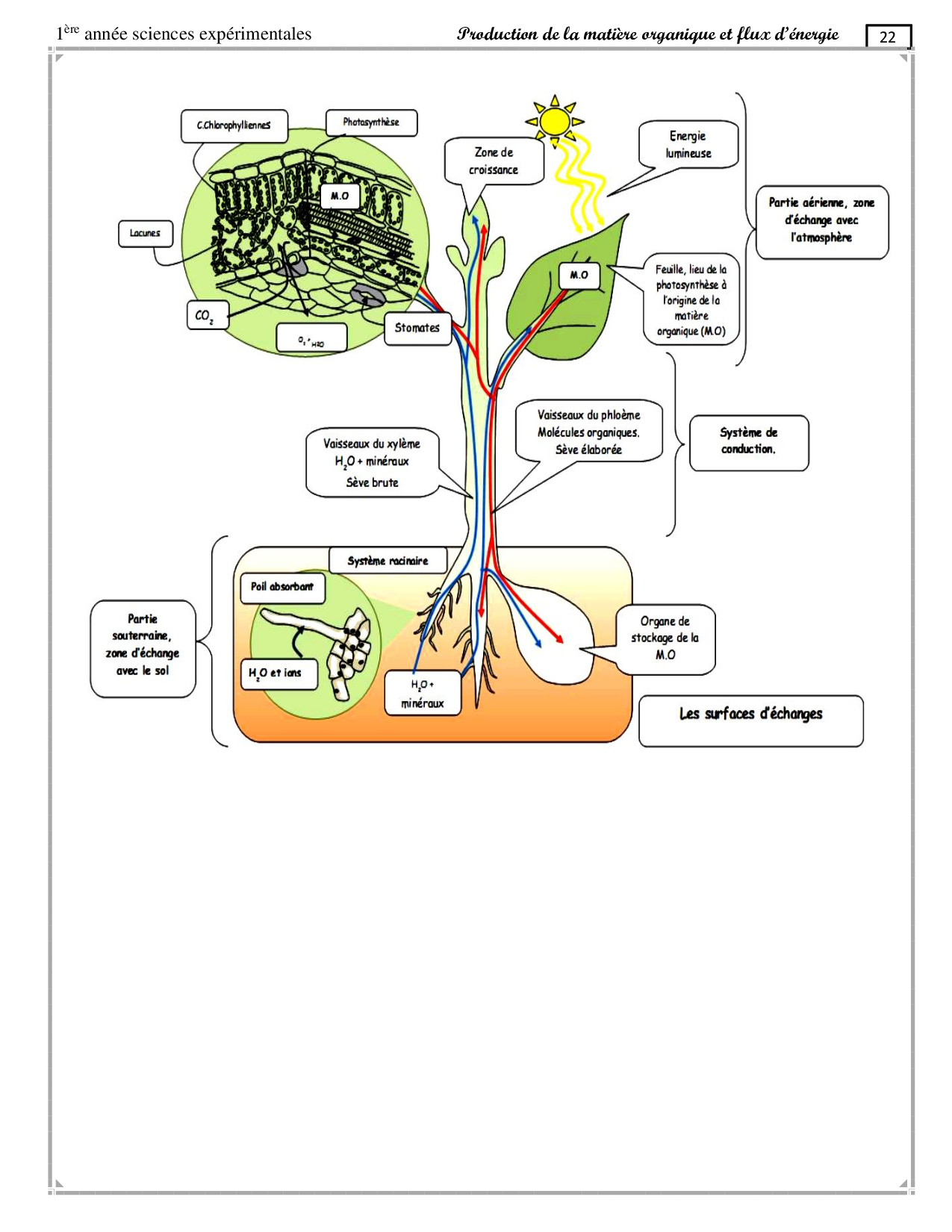 Mécanismes d’absorption de l’eau et des sels minéraux chez les plantes ...