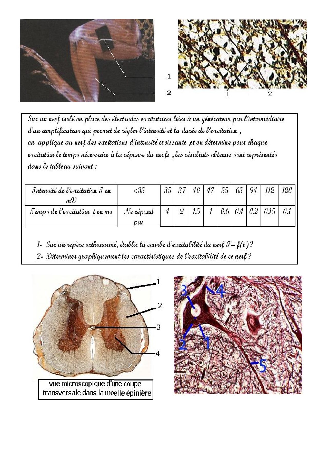 La communication nerveuse - Documents - AlloSchool