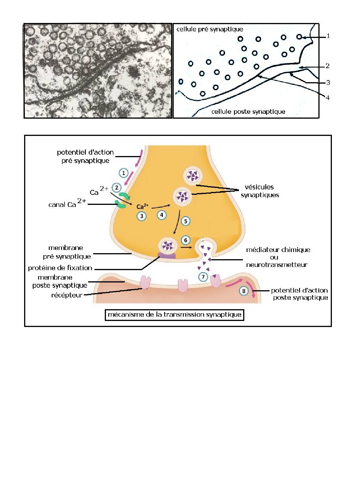 La communication nerveuse - Documents - AlloSchool