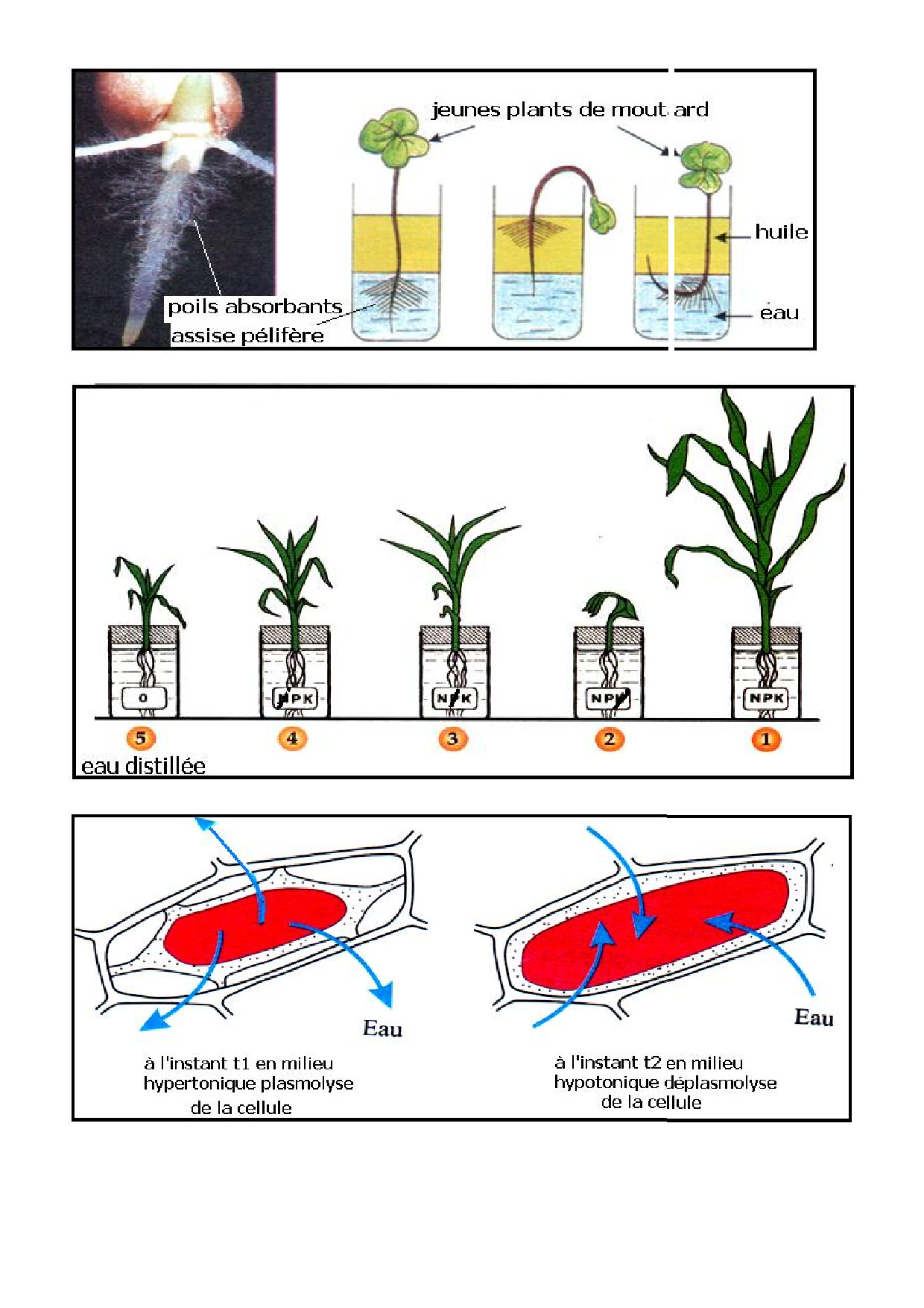 Les échanges entre les plantes et le sol - Documents - AlloSchool
