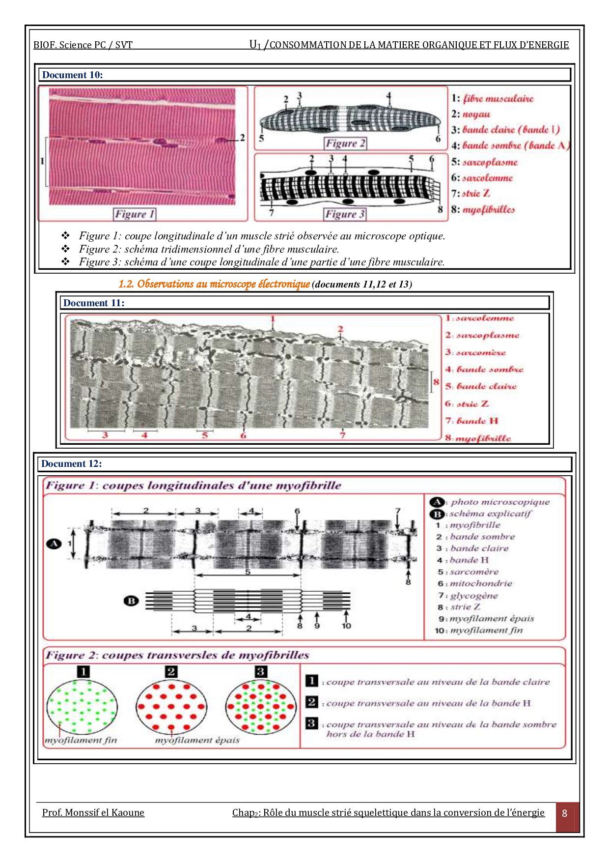 Rôle du muscle strié squelettique dans la conversion de l’énergie - Cours 1 - AlloSchool