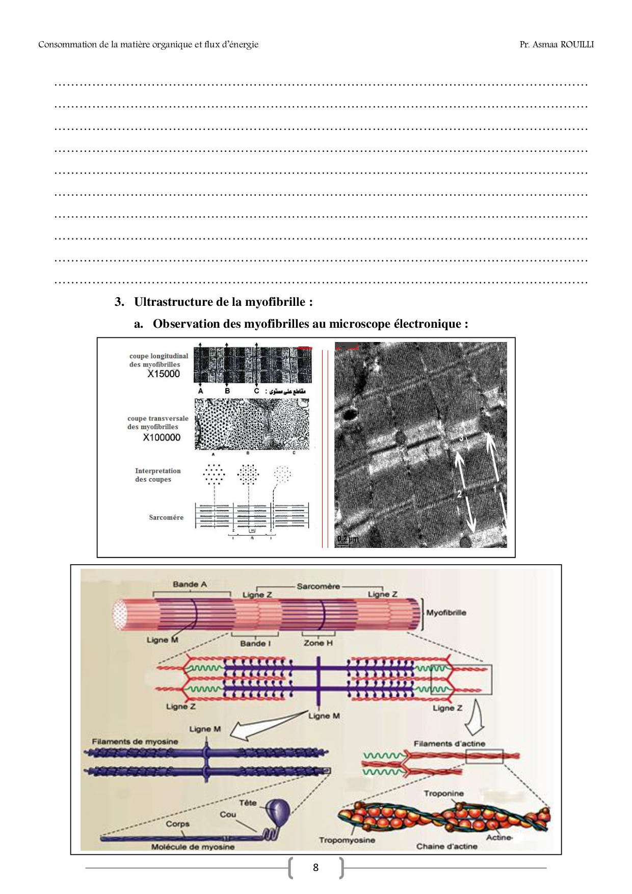 Rôle du muscle strié squelettique dans la conversion de l’énergie - Activités - AlloSchool