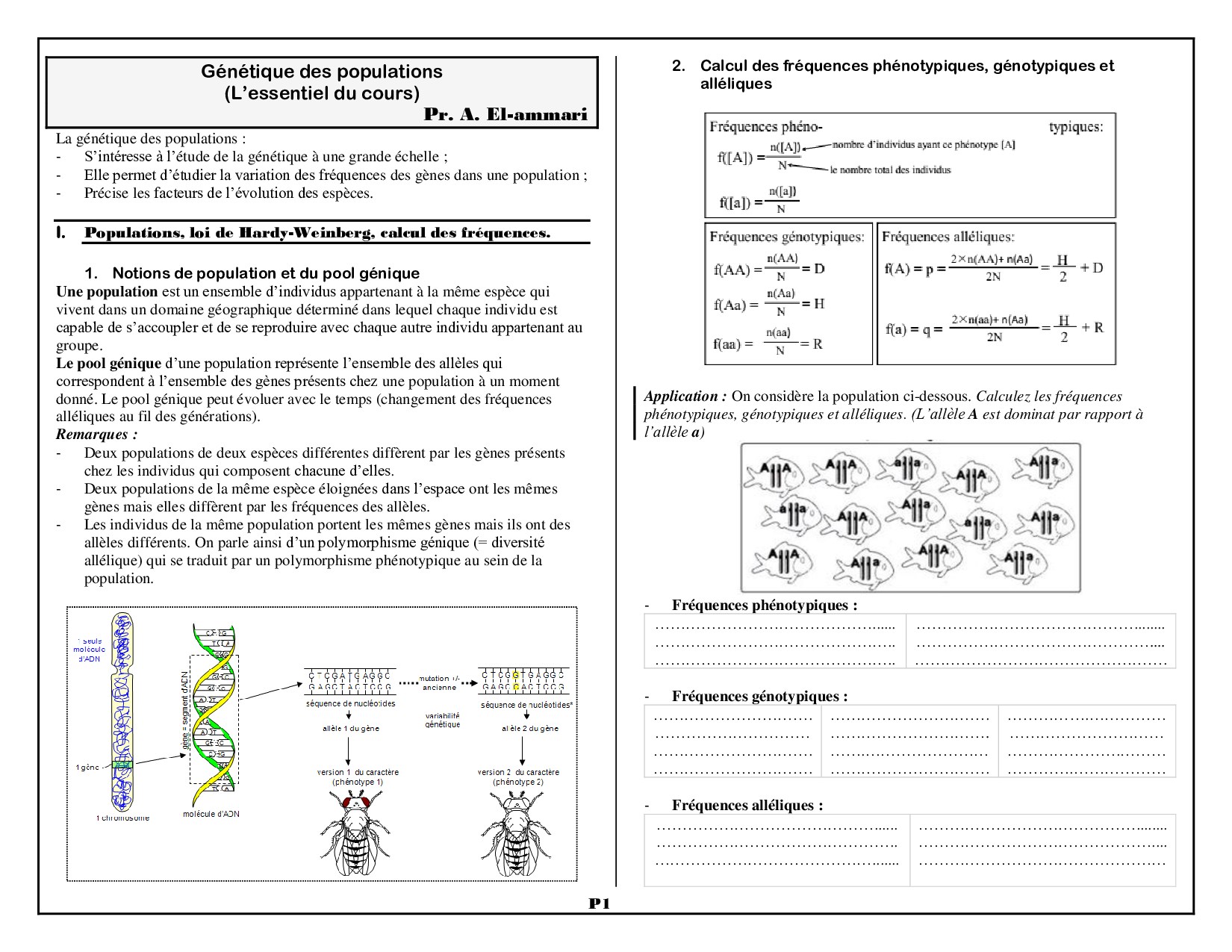 Génétique des populations - Exercices - AlloSchool