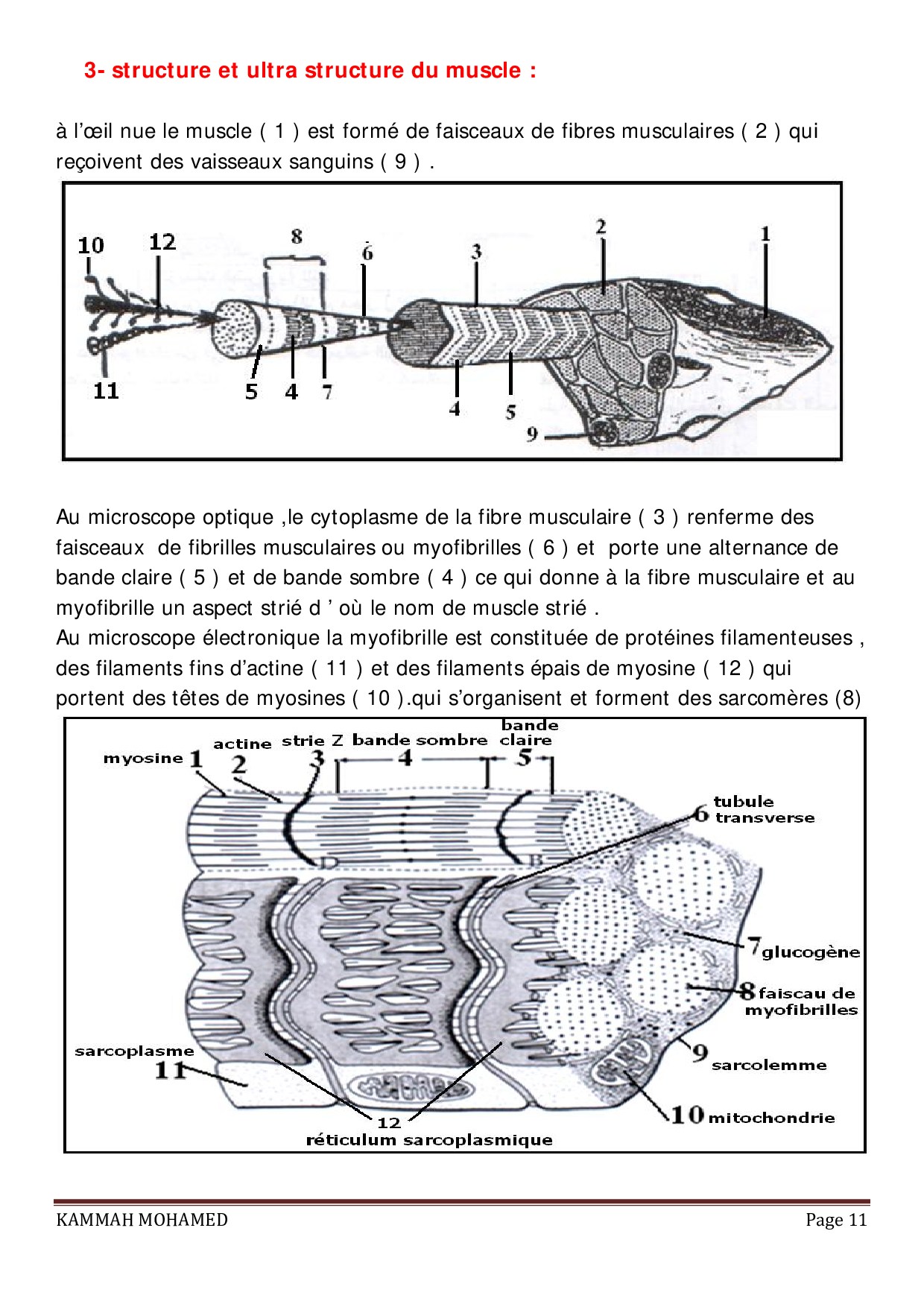 Rôle du muscle strié squelettique dans la conversion de l’énergie - Cours 3 - AlloSchool