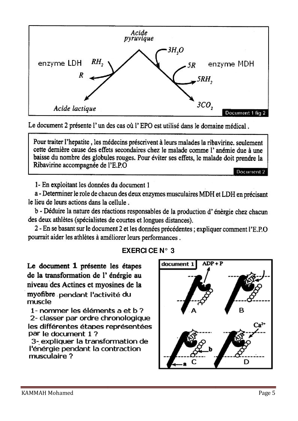 Rôle du muscle strié squelettique dans la conversion de l’énergie - Exercices non corrigés ...