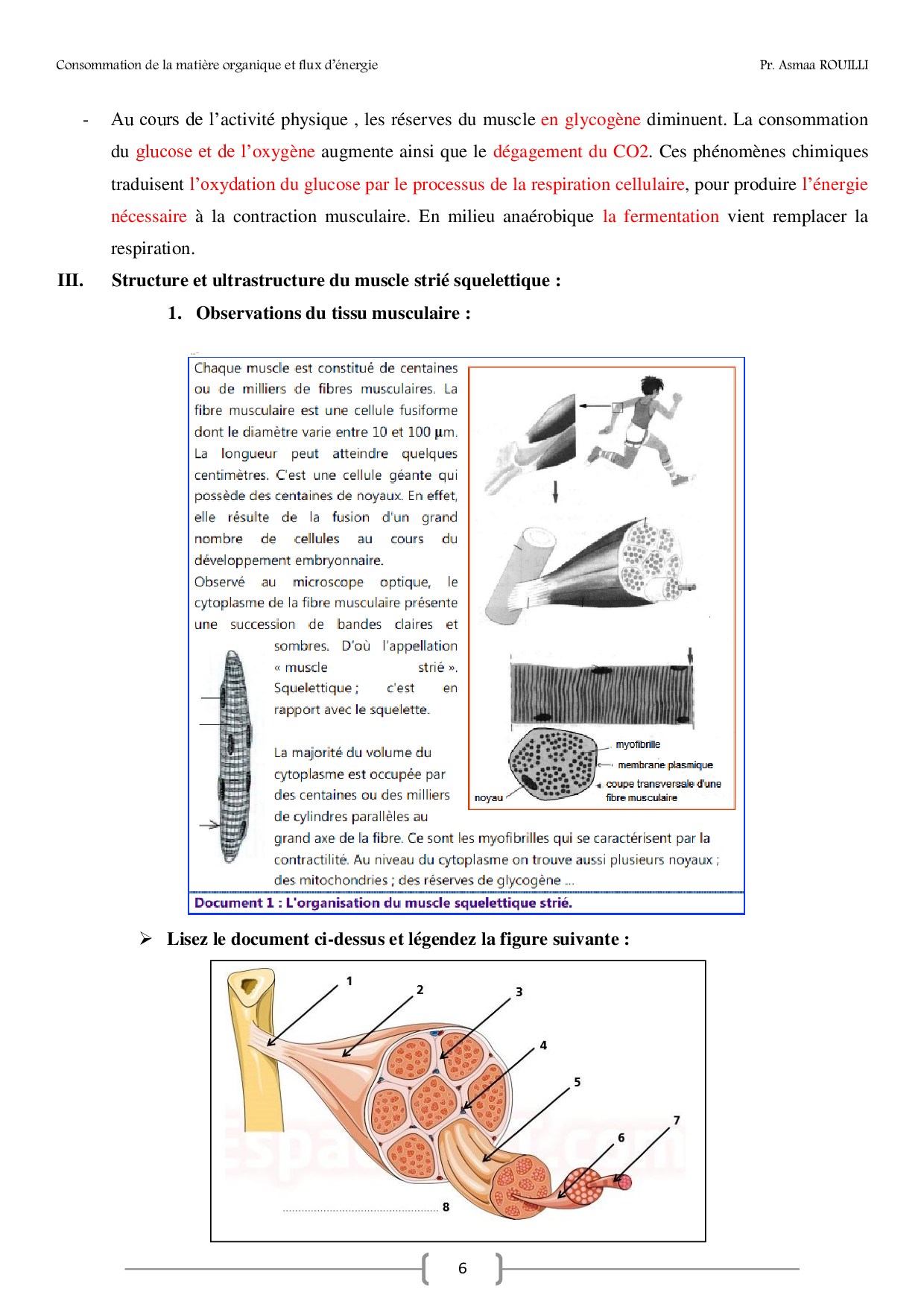Rôle du muscle strié squelettique dans la conversion de l’énergie - Corrigés d'activités ...