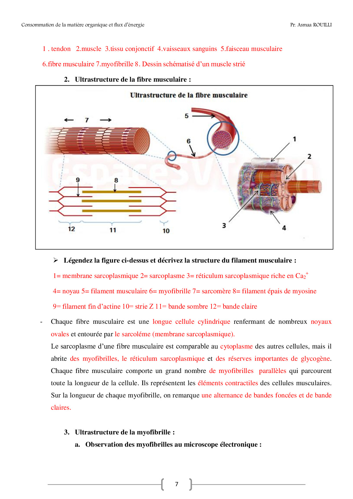Rôle du muscle strié squelettique dans la conversion de l’énergie - Corrigés d'activités ...