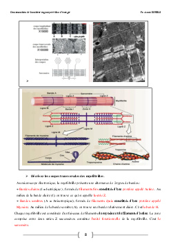 Rôle du muscle strié squelettique dans la conversion de l’énergie - Corrigés d'activités ...