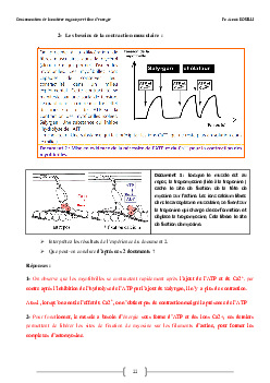 Rôle du muscle strié squelettique dans la conversion de l’énergie - Corrigés d'activités ...