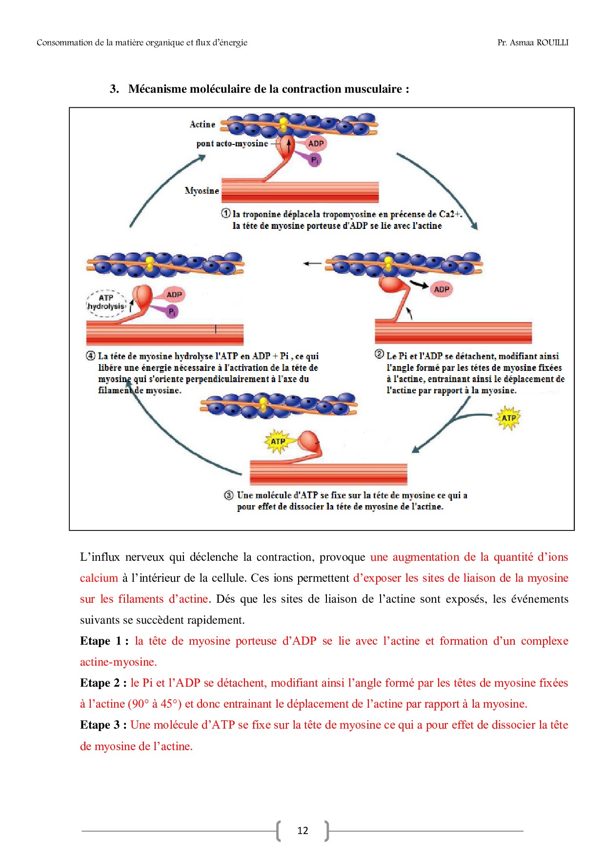 Rôle du muscle strié squelettique dans la conversion de l’énergie - Corrigés d'activités ...