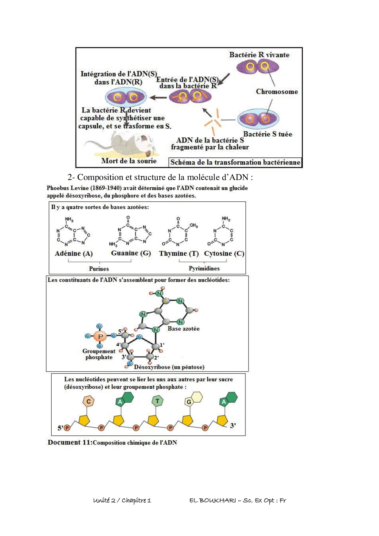 Notion de l’information génétique - Cours 3 - AlloSchool