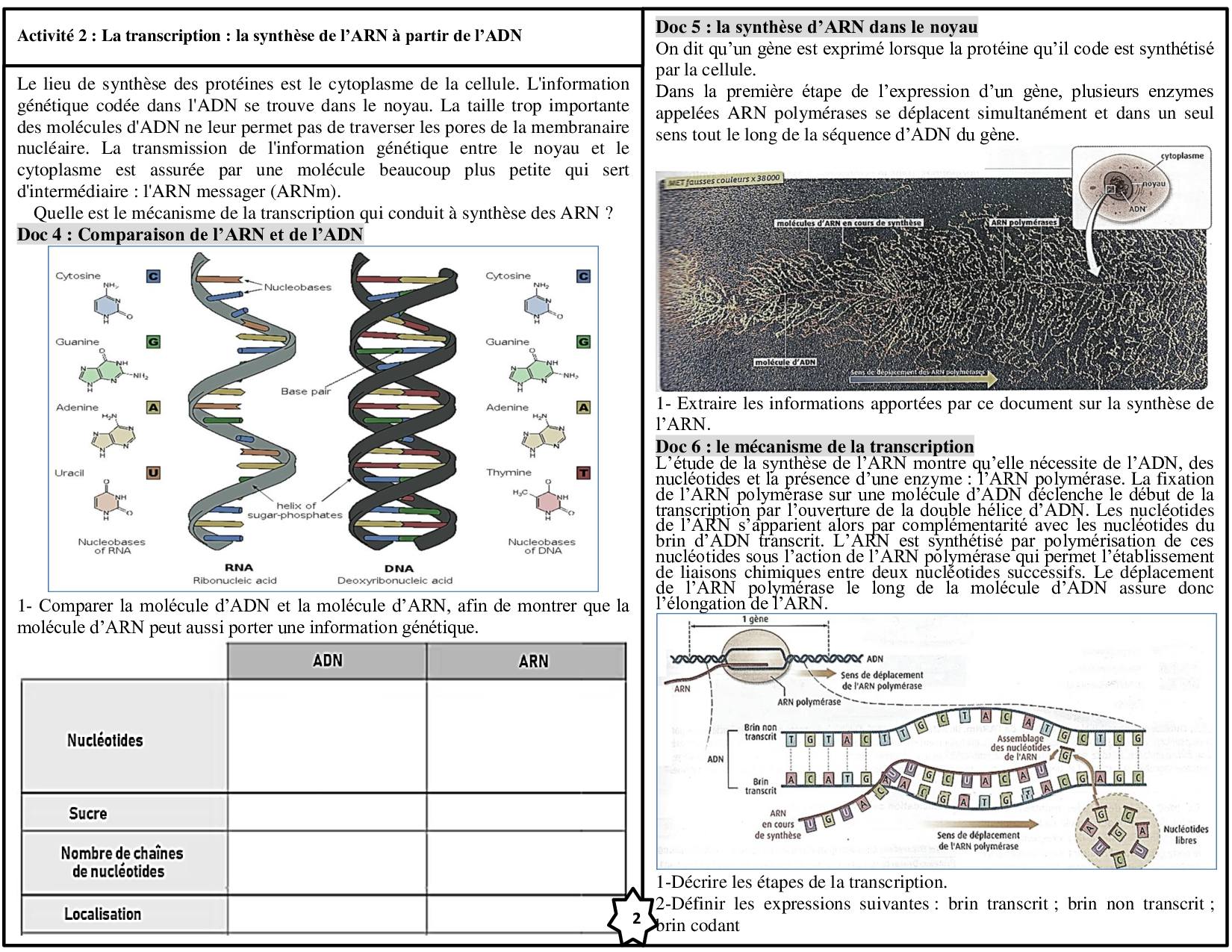 Expression de l’information génétique - Activités - AlloSchool
