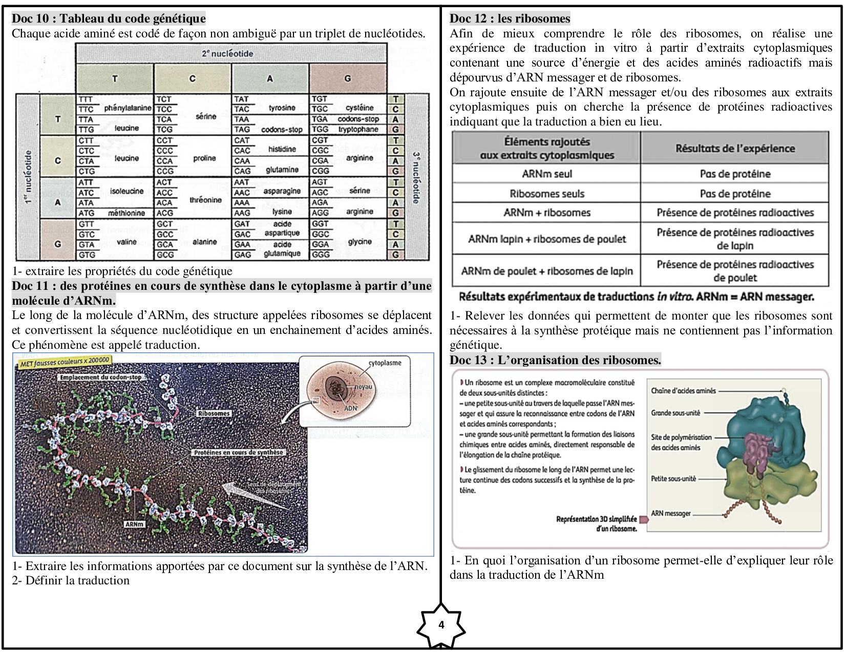 Expression de l’information génétique - Activités - AlloSchool