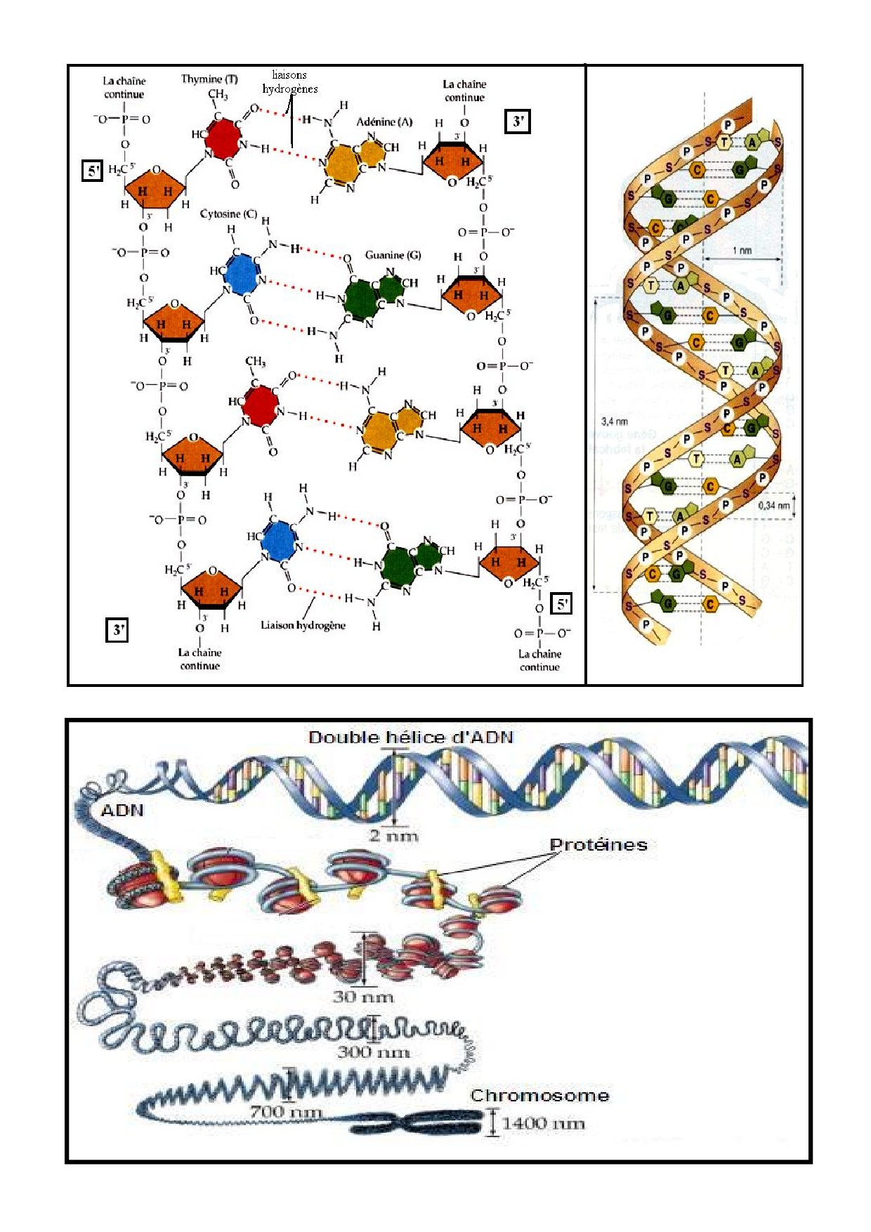 Notion de l’information génétique - Documents - AlloSchool