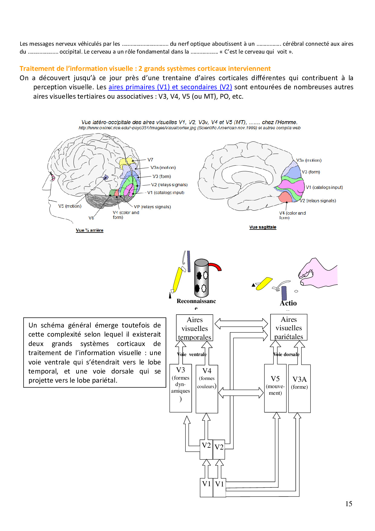 De l’œil au cerveau (quelques aspects de la vision) - Cours complet ...