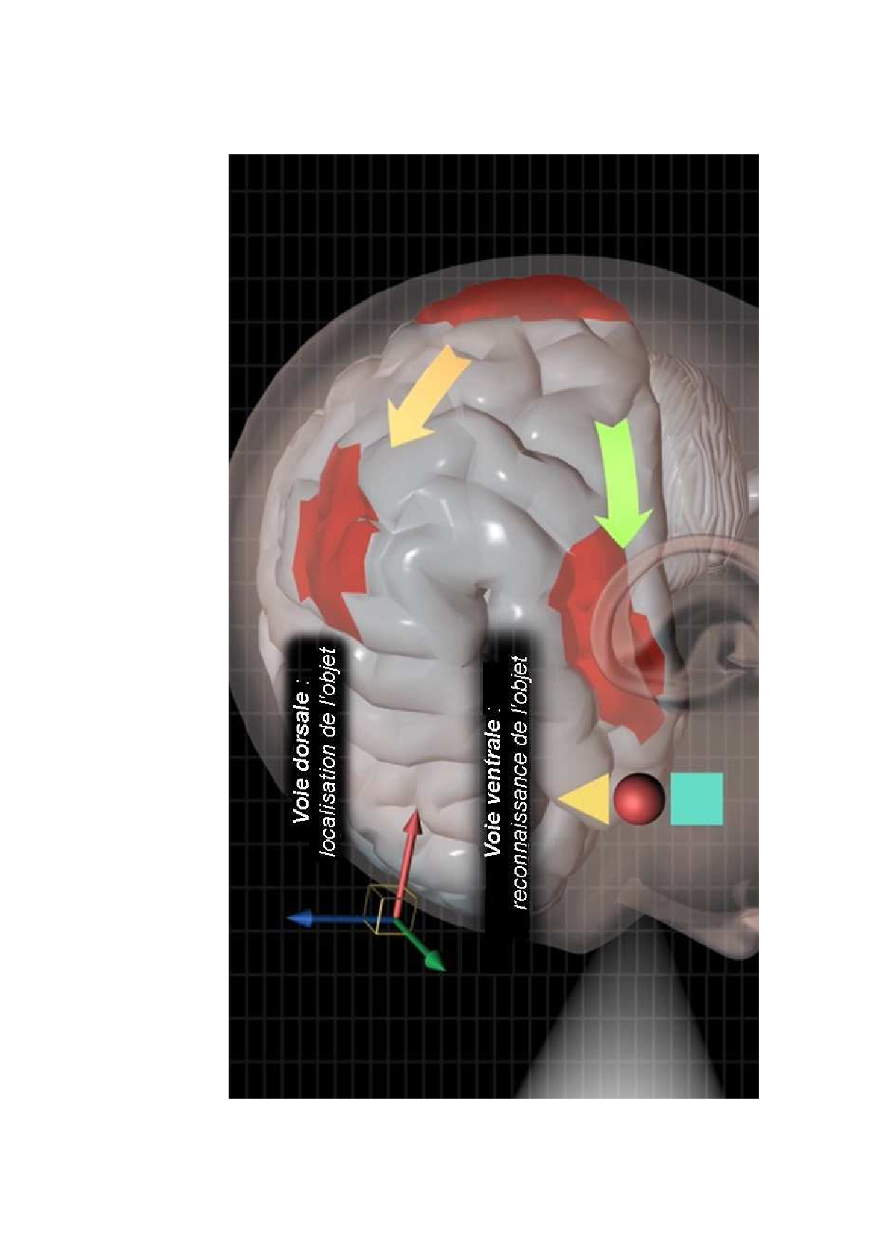 Chapitre 2 - Cerveau et vision (aires cérébrales et plasticité ...