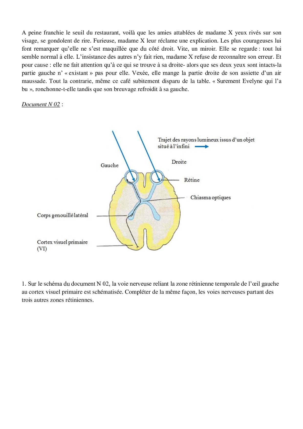 Cerveau et vision - Aires cérébrales et plasticité - Corrigés d ...