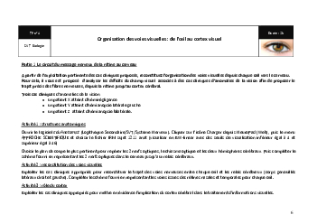 TP 4 - Organisation des voies visuelles, de l’œil au cortex visuel ...