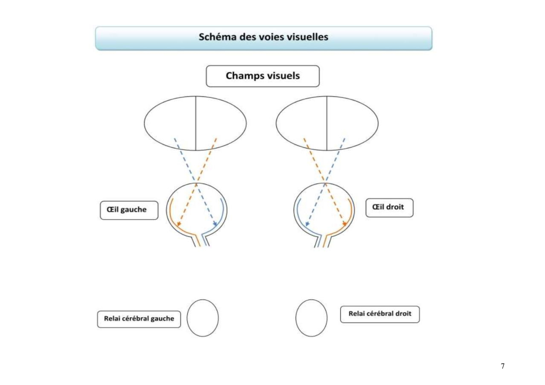 TP 4 - Organisation des voies visuelles, de l’œil au cortex visuel ...