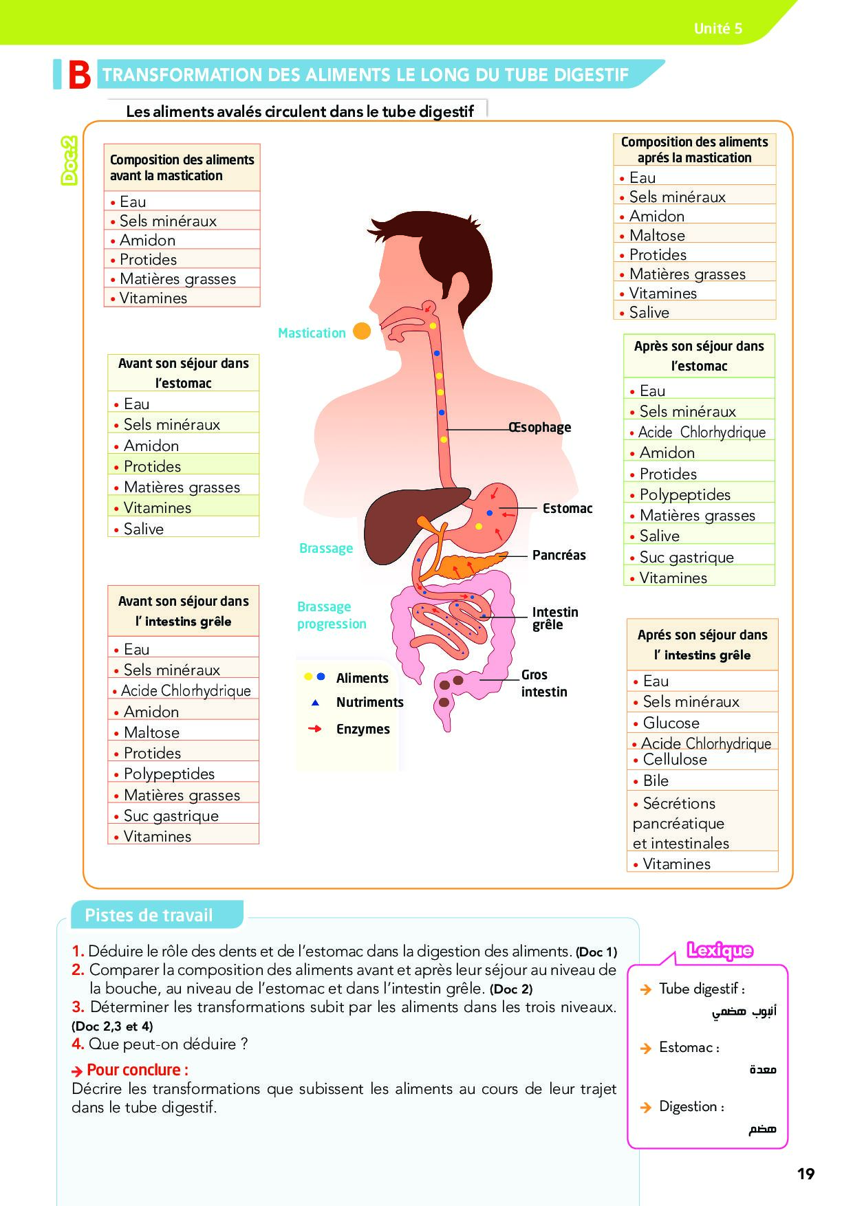 La digestion des aliments et l’absorption intestinale - Cours (Manuel ...