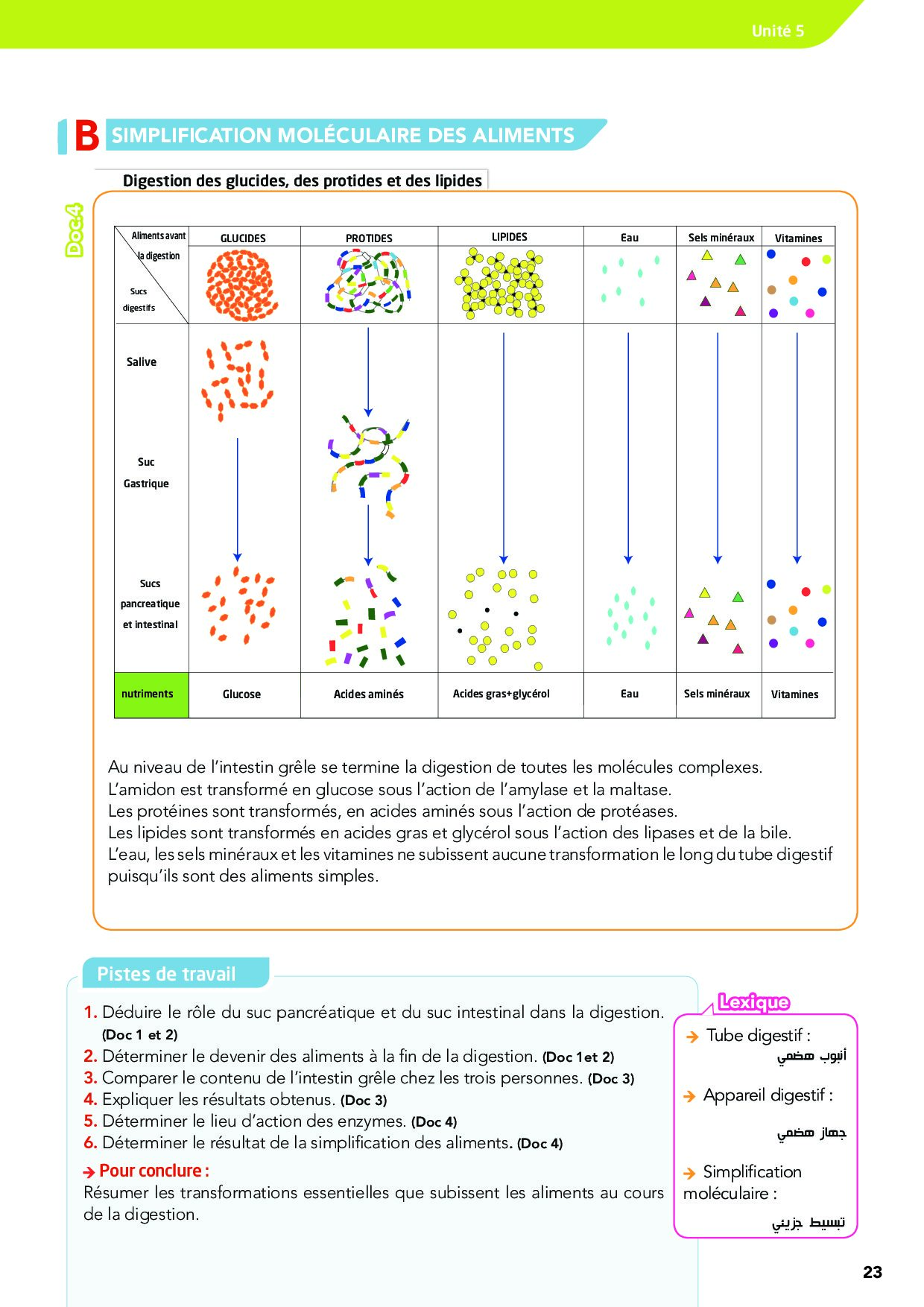 La digestion des aliments et l’absorption intestinale - Cours (Manuel ...