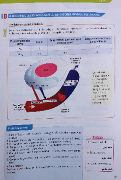 La respiration chez l'Homme - Cours (Manuel) - AlloSchool