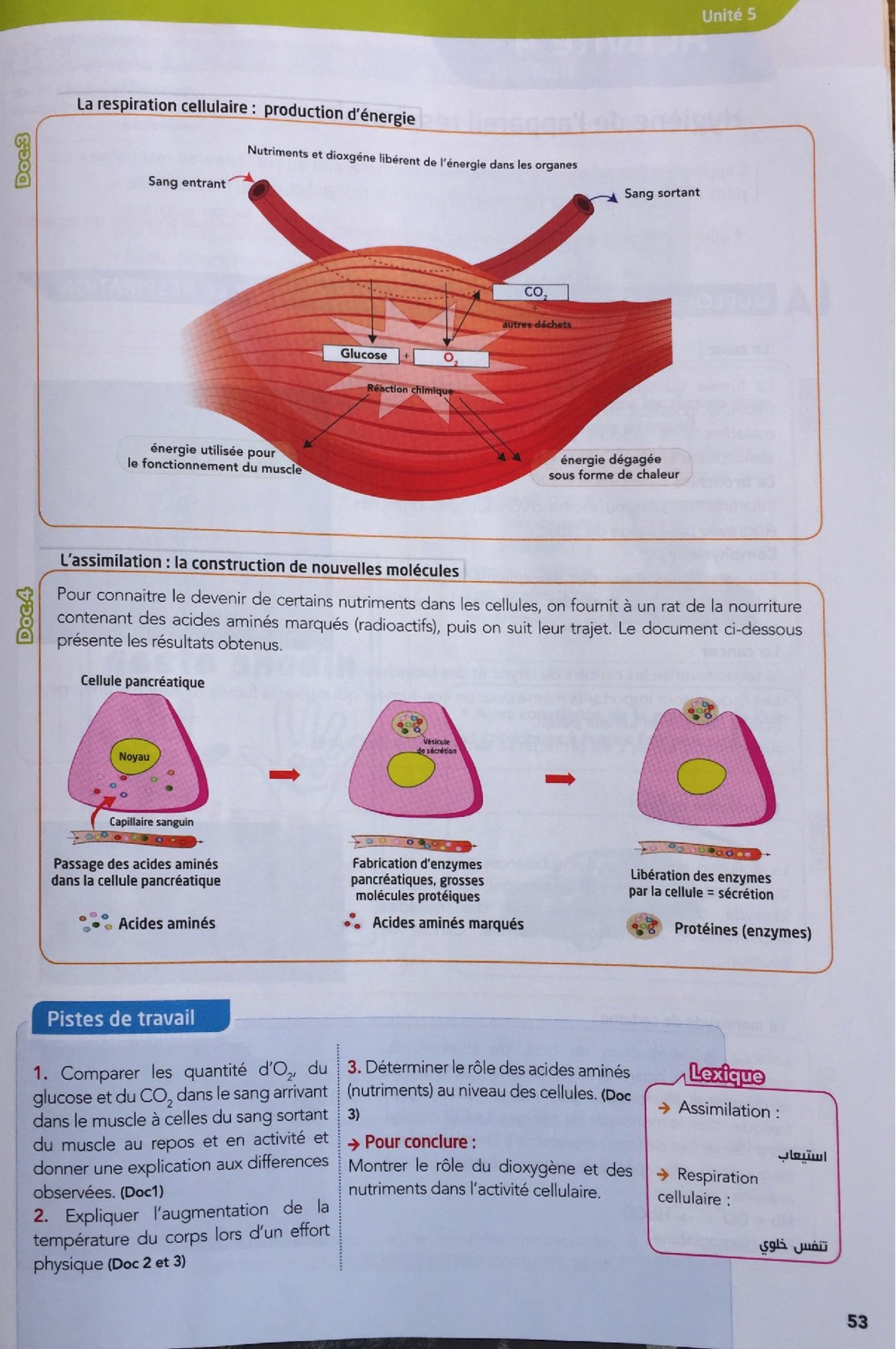 La respiration chez l'Homme - Cours (Manuel) - AlloSchool