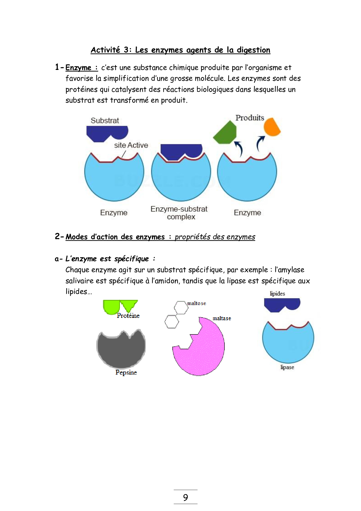 La digestion des aliments et l’absorption intestinale - Cours (MA ...