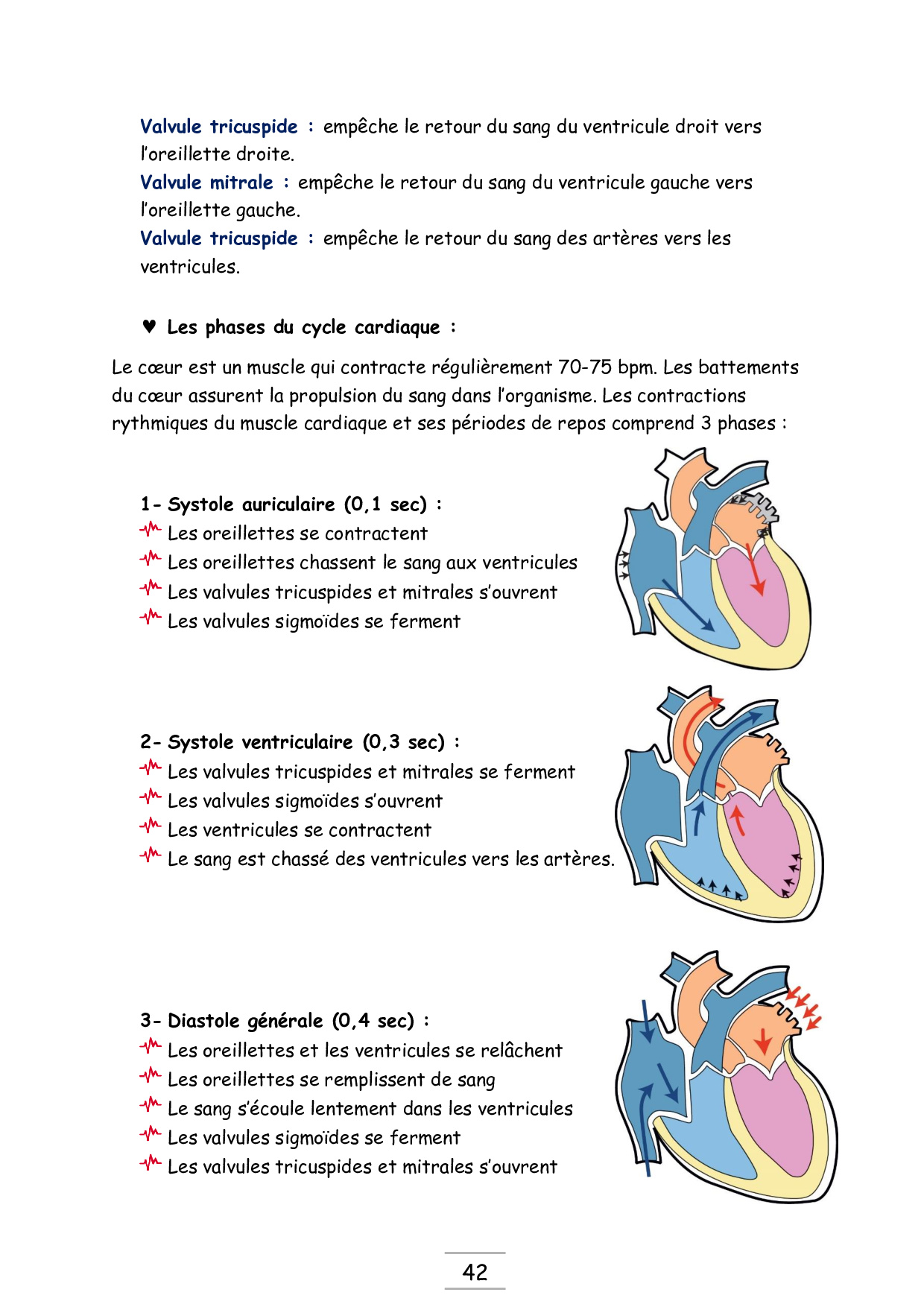 Le sang et la circulation sanguine chez l'Homme - Cours (MA) - AlloSchool