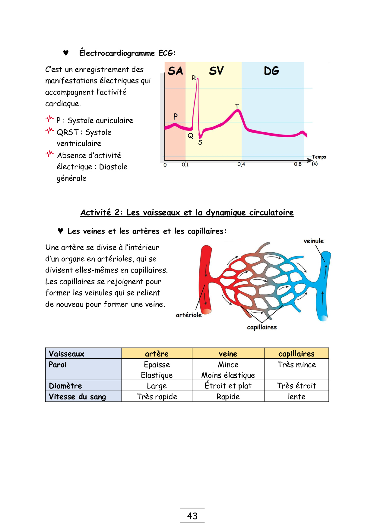 Le sang et la circulation sanguine chez l'Homme - Cours (MA) - AlloSchool