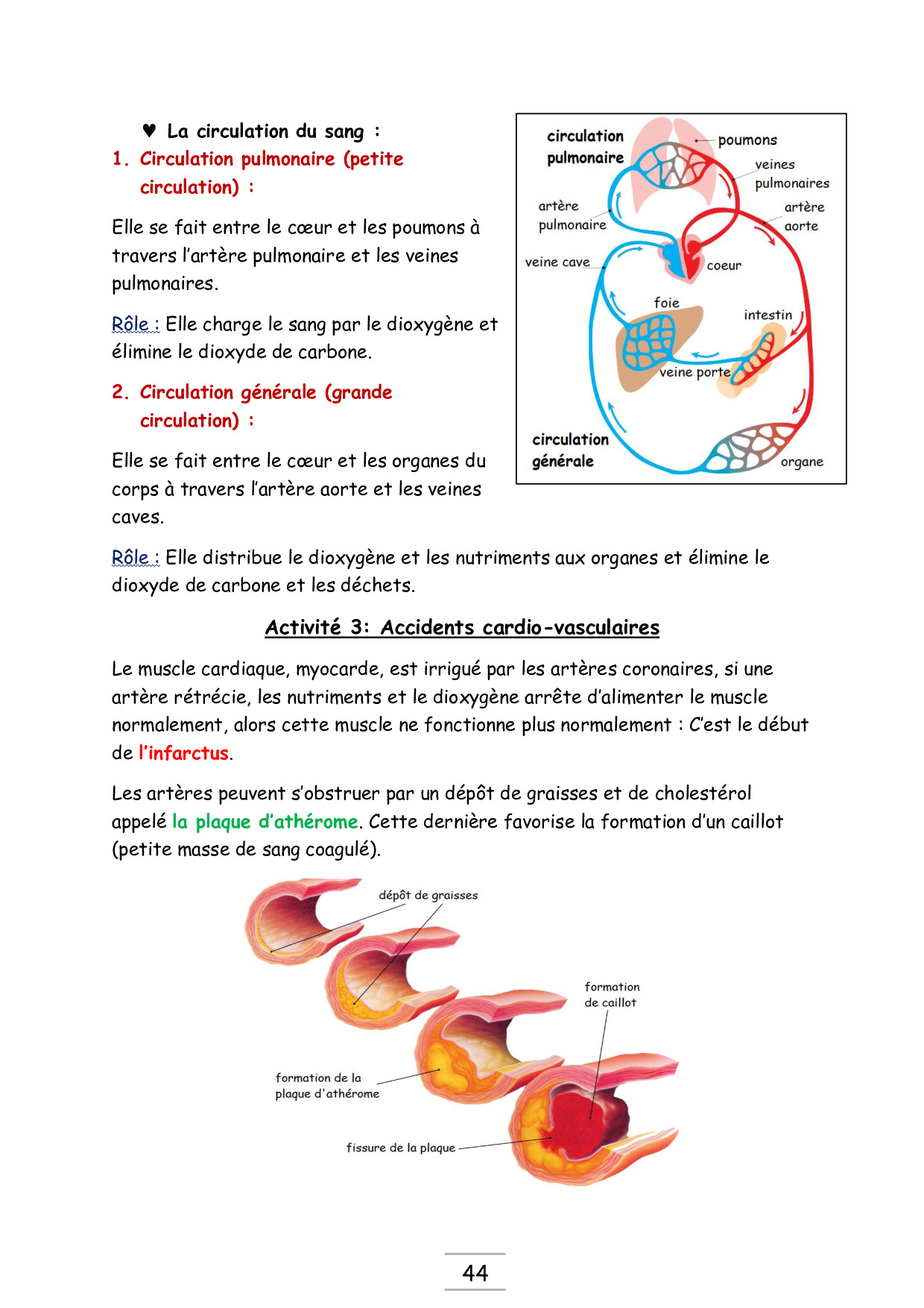 la circulation du sang se fait