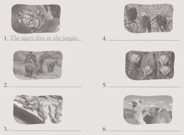 Unit 4 (Wild animals) - Practice 2 - AlloSchool
