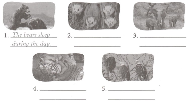 Unit 4 (Wild animals) - Practice 2 - AlloSchool