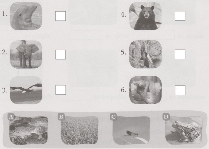 Unit 4 (Wild animals) - Practice 1 - AlloSchool