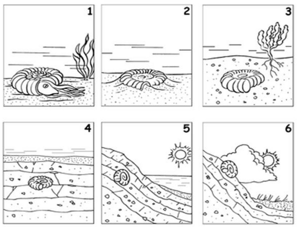 Séance 23 - Construction d’une échelle des temps géologiques - Cours ...