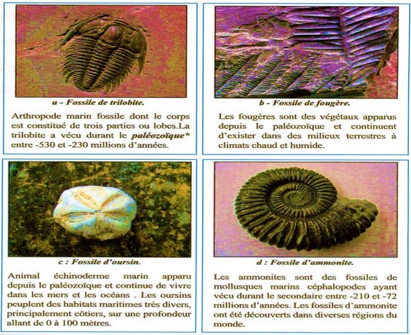 Séance 25 - Construction d’une échelle des temps géologiques ...